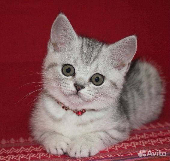 Серебристый алиментный котенок Марик
