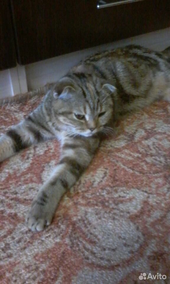 Шотландская кошка в поиске партнера