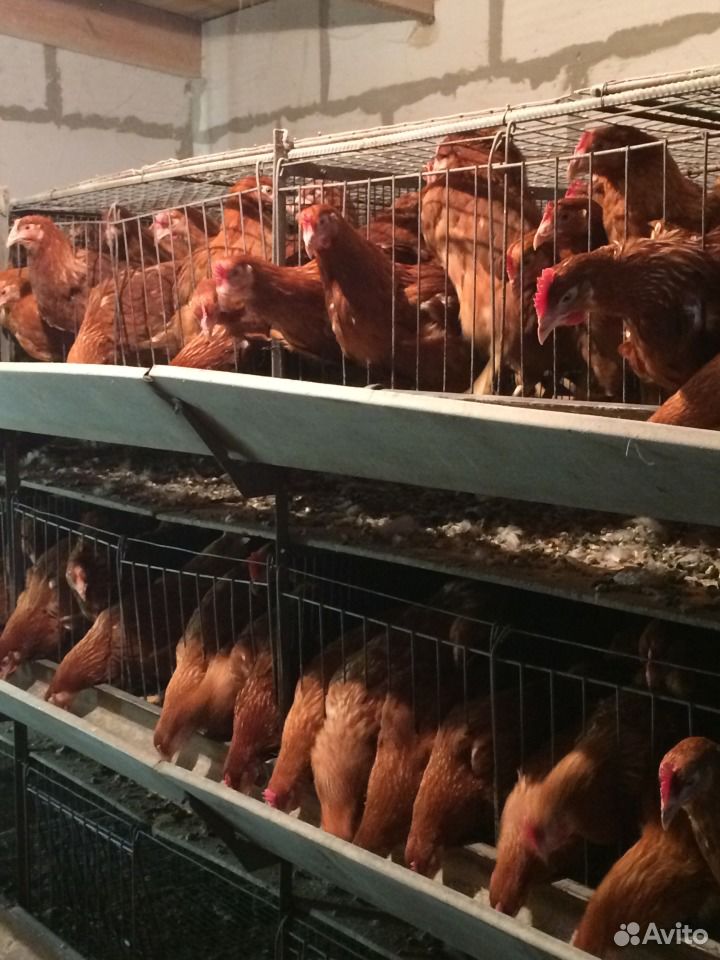 Куры Молодые