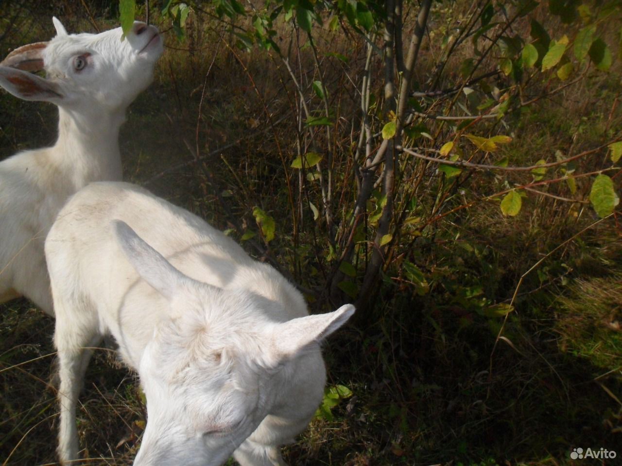 Продам коз