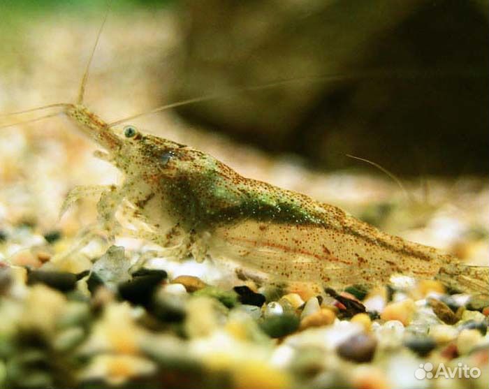 Креветки вишни неяркого окраса