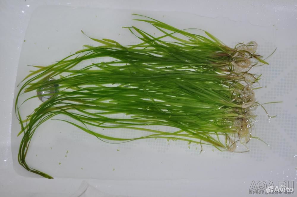 Валиснерия и эхинодорус нежный