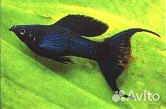 Моллинезия чёрная обмен, продажа