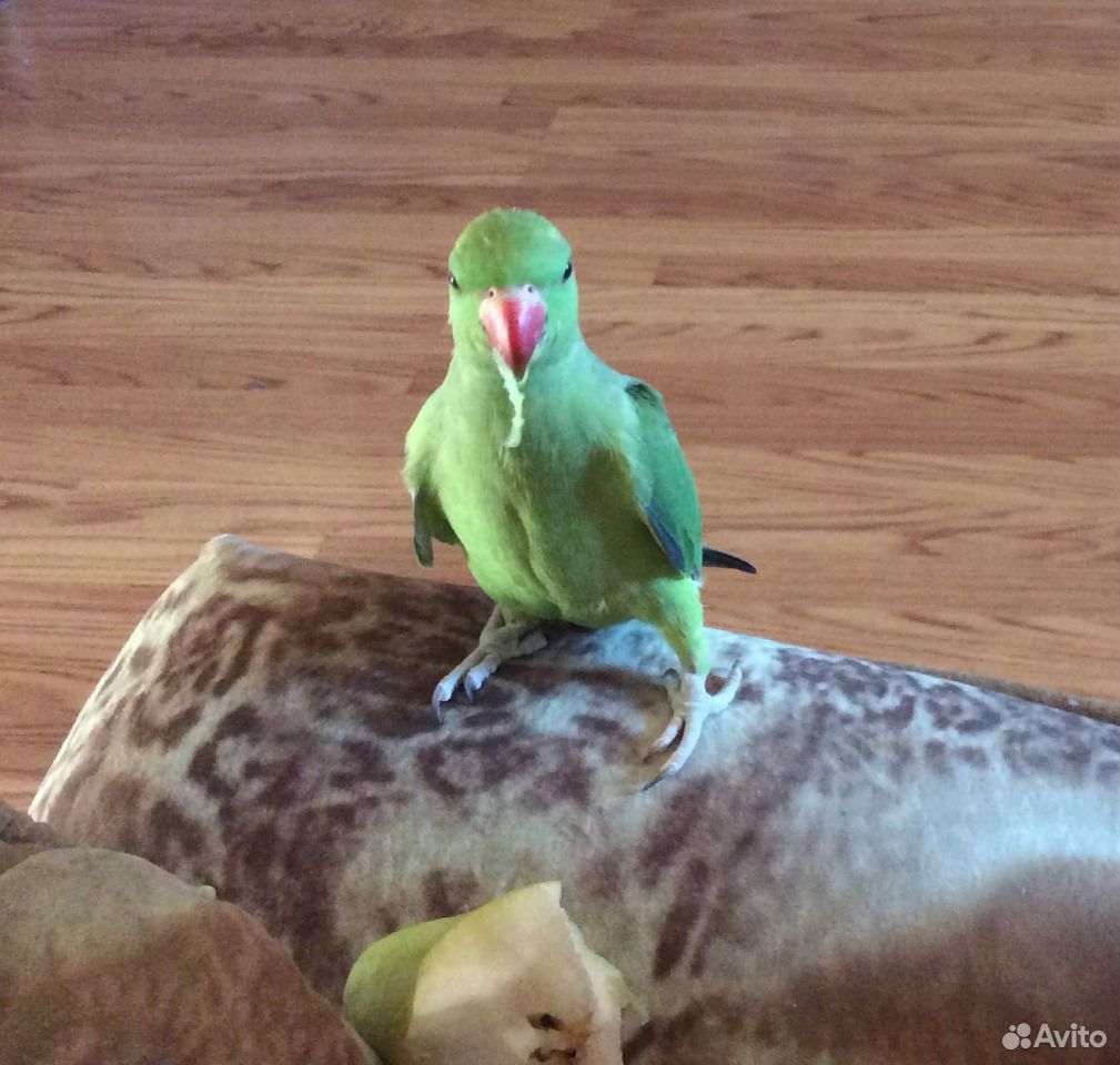 Птенцы ожерелового попугая