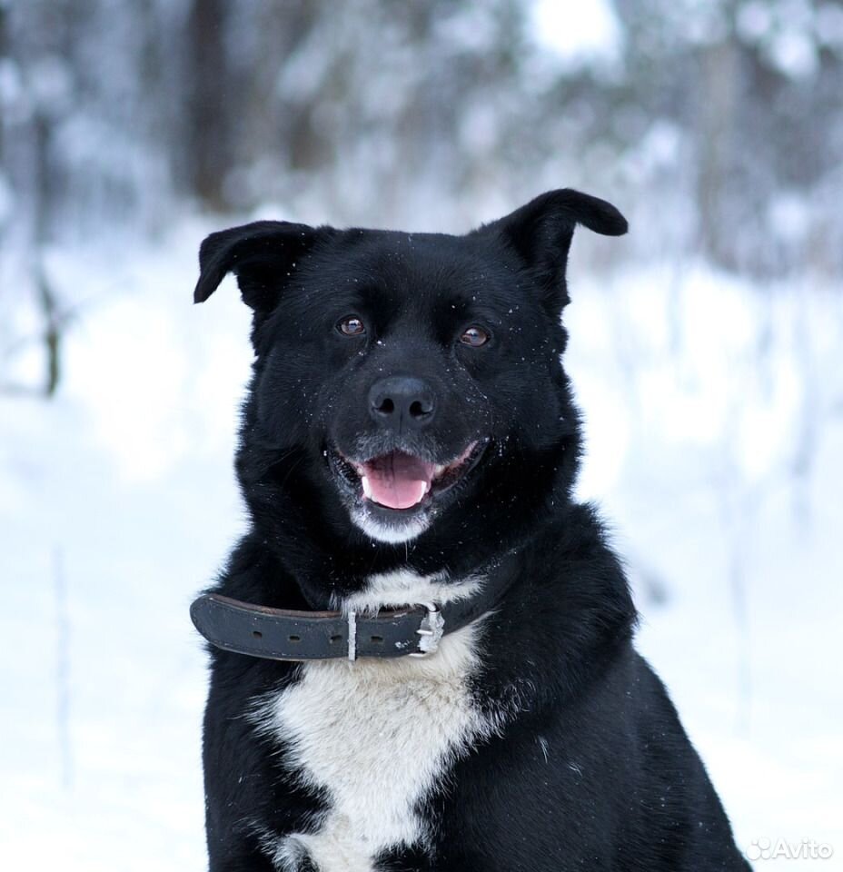 Забавная толстушка Сильва