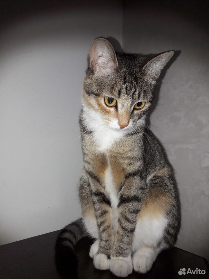 Мармеладка ищет дом