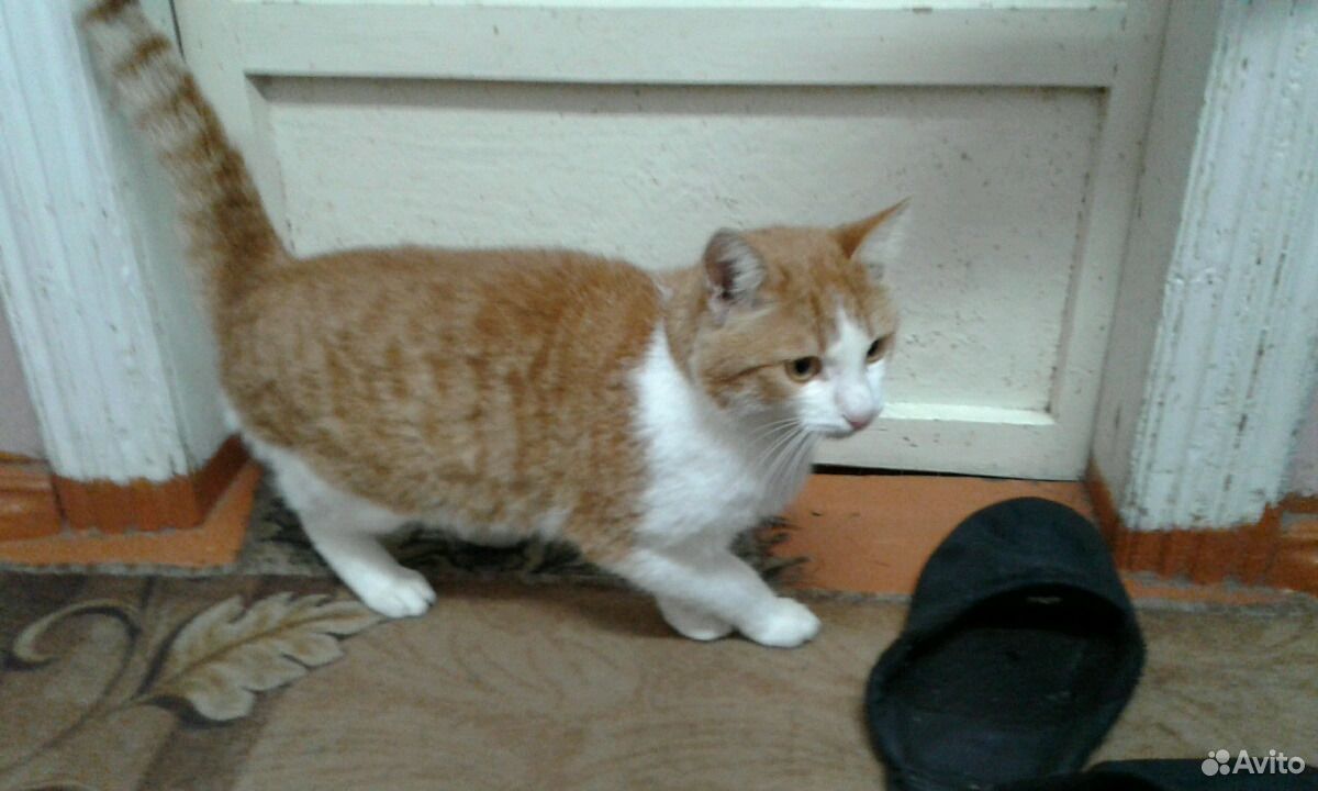 Котик полусибирский