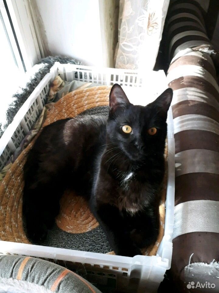 Черный котик с белой грудкой 9 месяцев