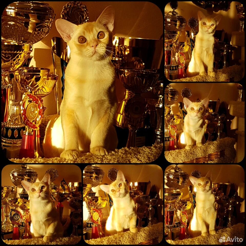 Бурманские котята