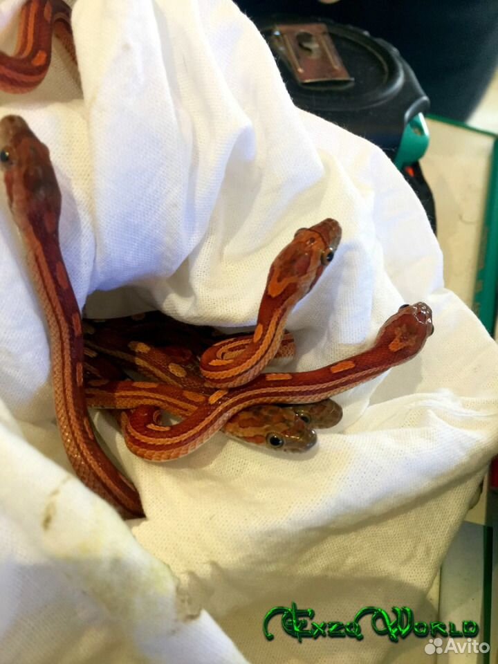 Маисовый полоз