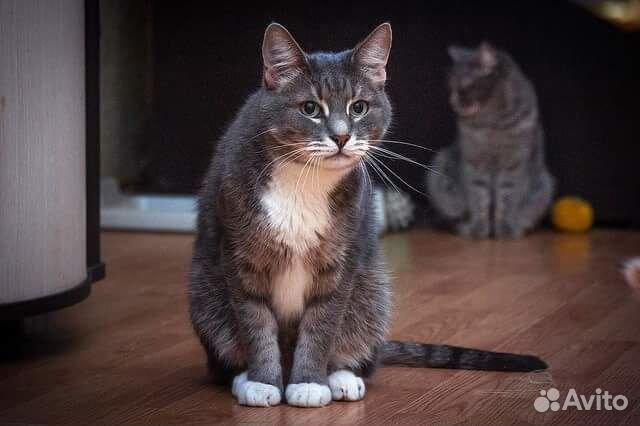 Кот Августин в добрые руки