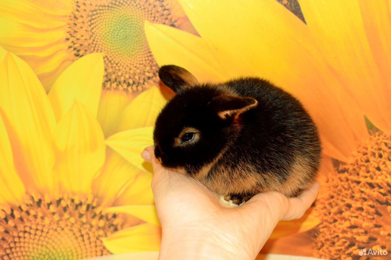 Карликовый кролик редкого окраса - Огненный кролик