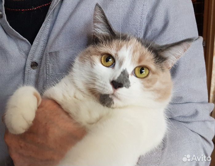 Трёхцветка Нюша в дар