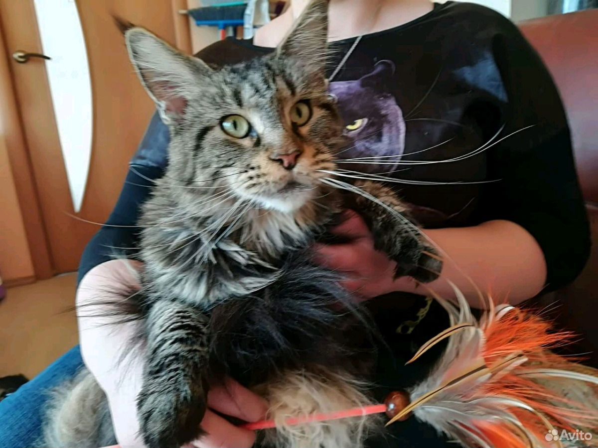 Мейн-кун Мая девочка 2года спасите от усыпления