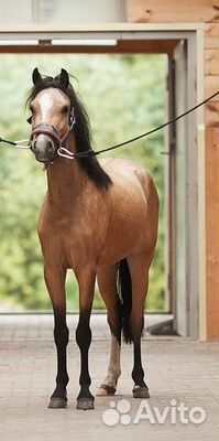 Продам уэльскую пони