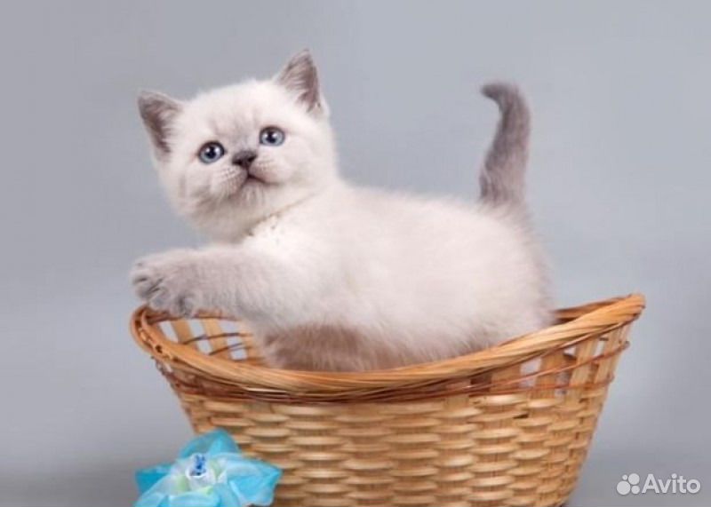 Британские колорные котята