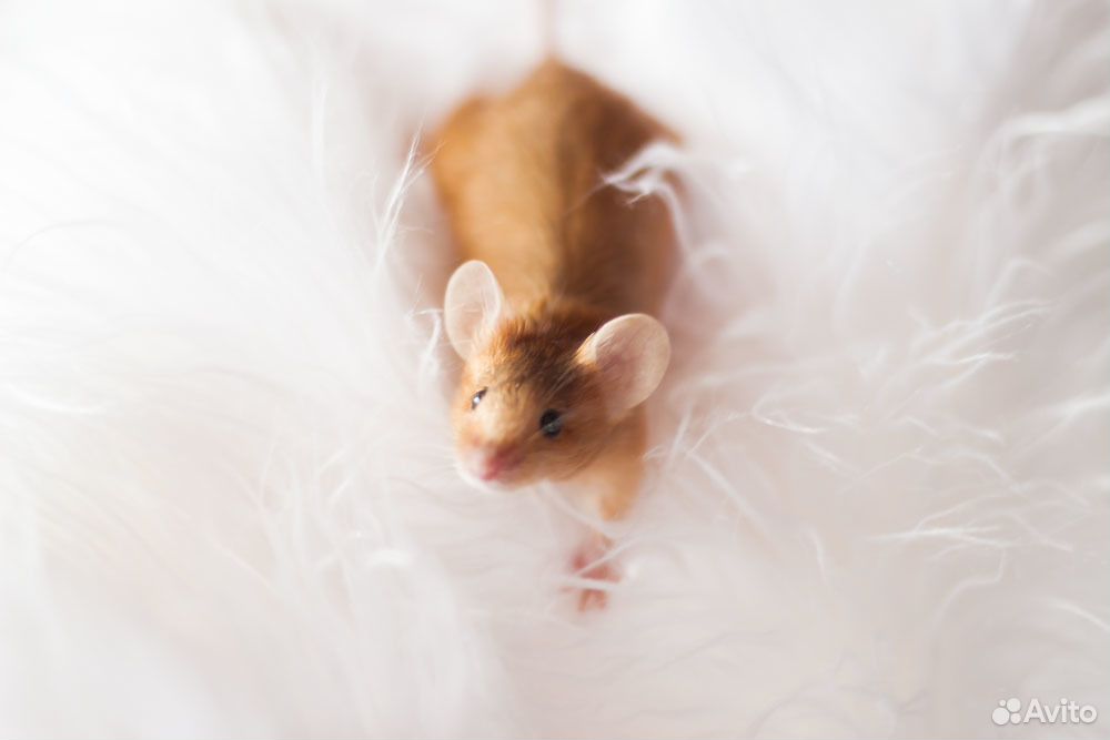 Красный мальчик сатиновый мышонок