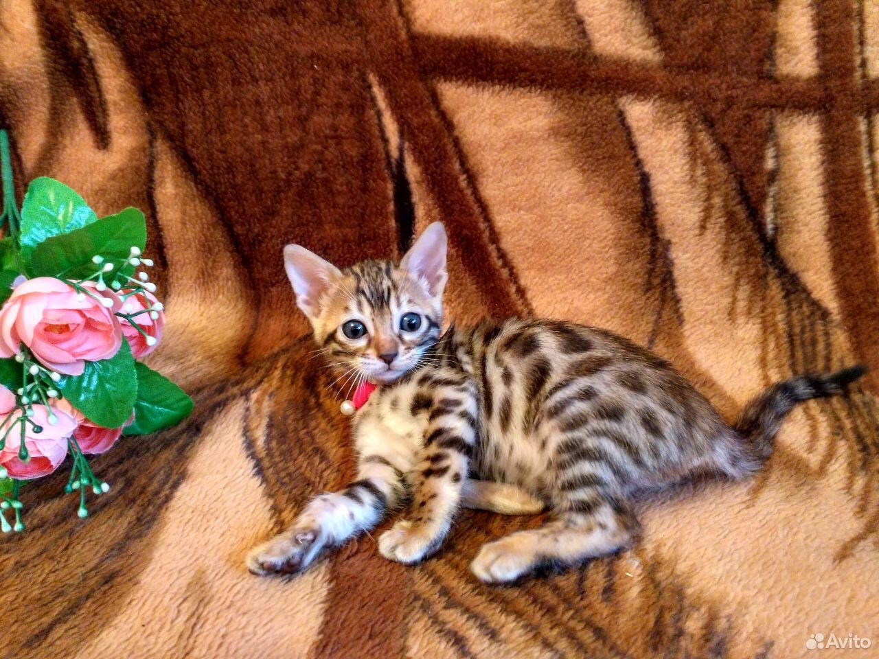 Бенгалятки