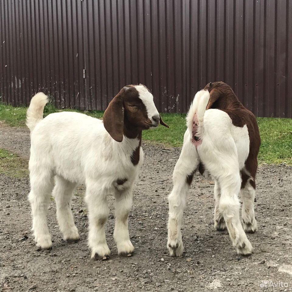 Бурские козы