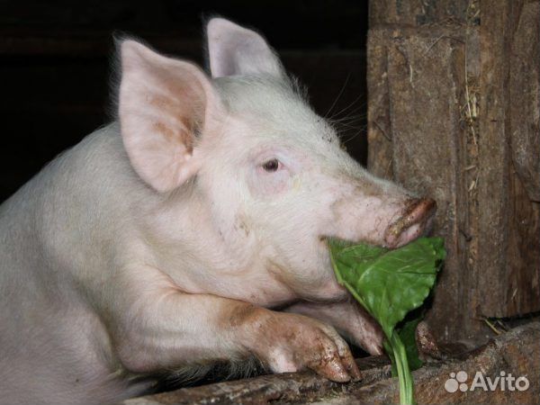 Боров от большой белой