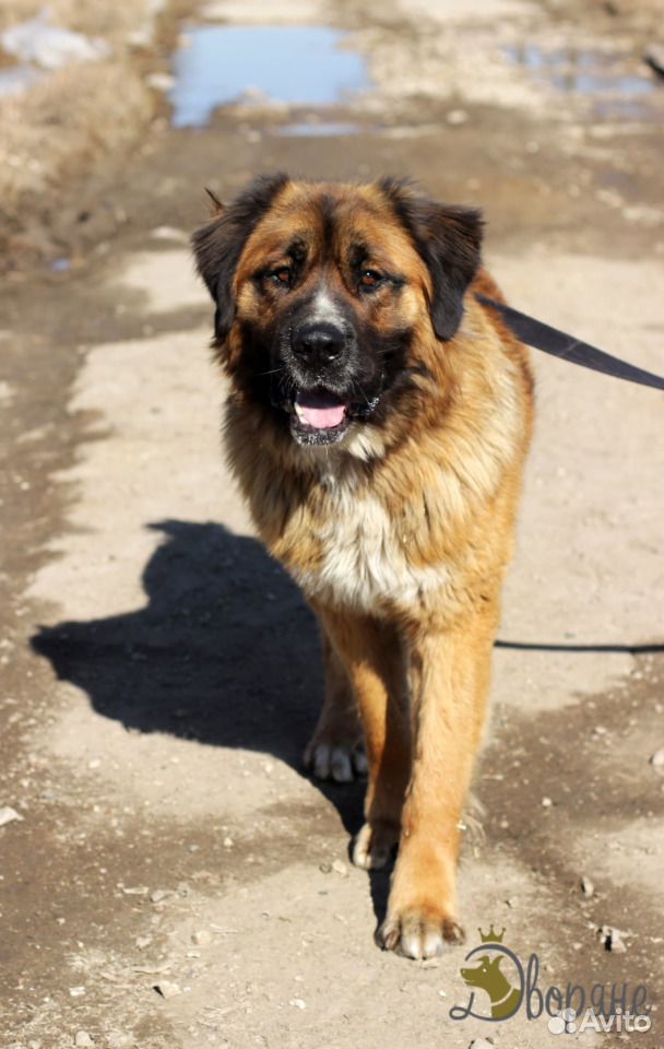 Леонтий мечтает обрести семью