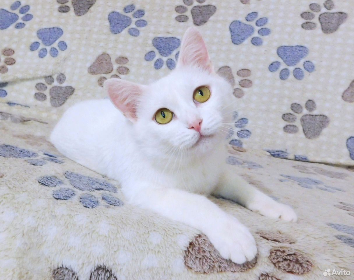 Белая ласковая кошка Лапочка
