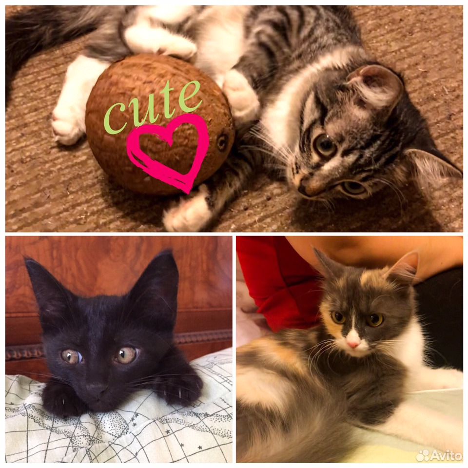 Котята в добрые руки