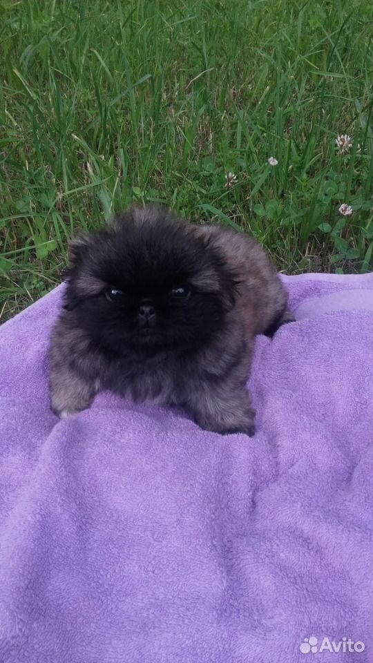 Очаровательные пушистики