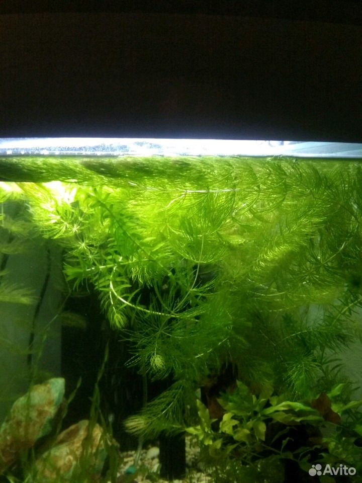 Аквариумные растения прополка