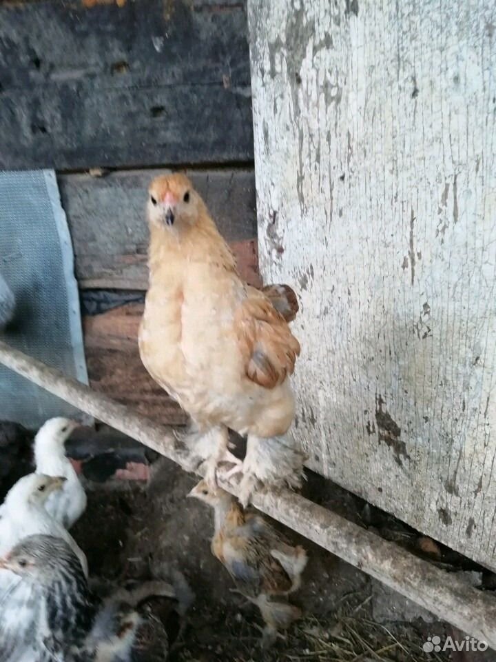 Цыплята брама