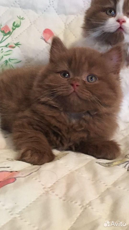 Цинамон Девочка