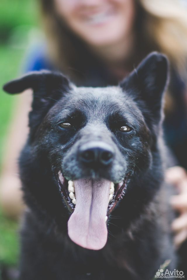 Улыбчивый Сириус ищет свой дом