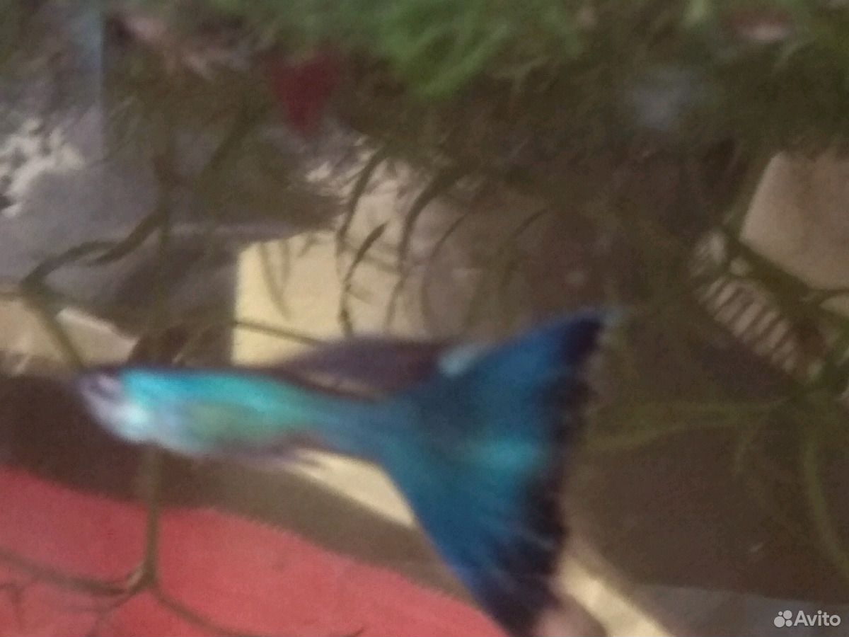 Гуппи, улитки маленькие, водоросли