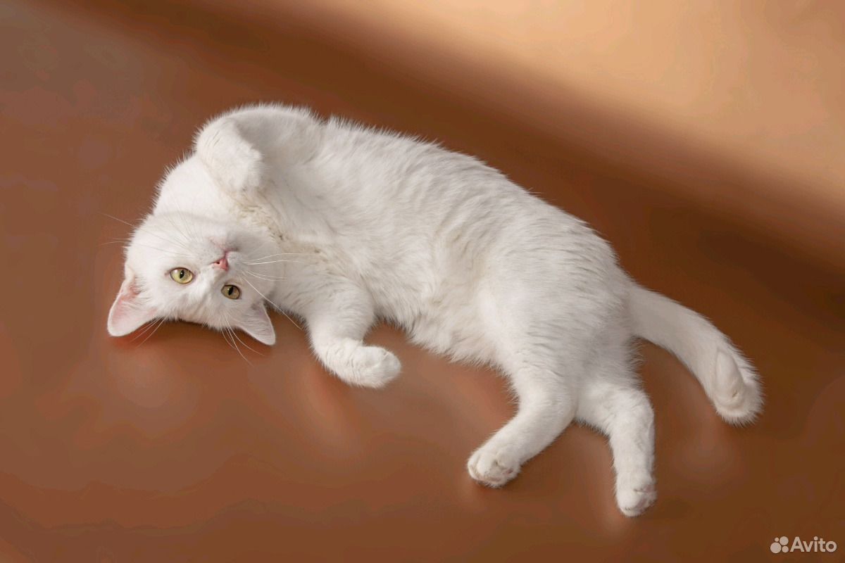 Белая ласковая кошка Лапушка