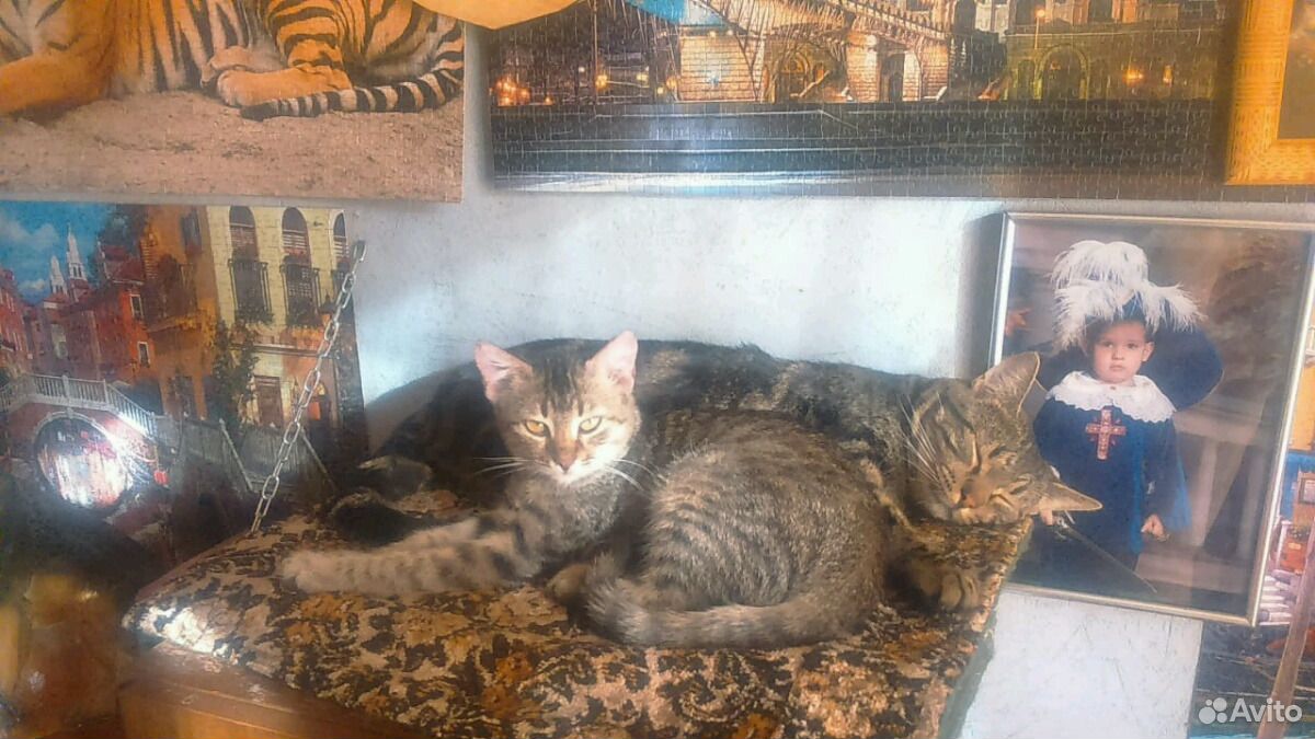 Кошка в дар котенок 11 мес стерилизована