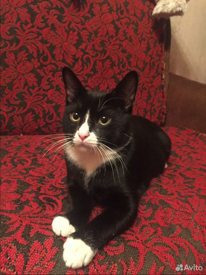 Отдам котика