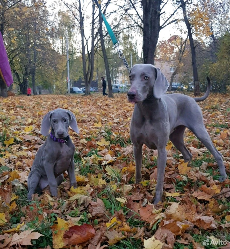 Щенки веймаранера