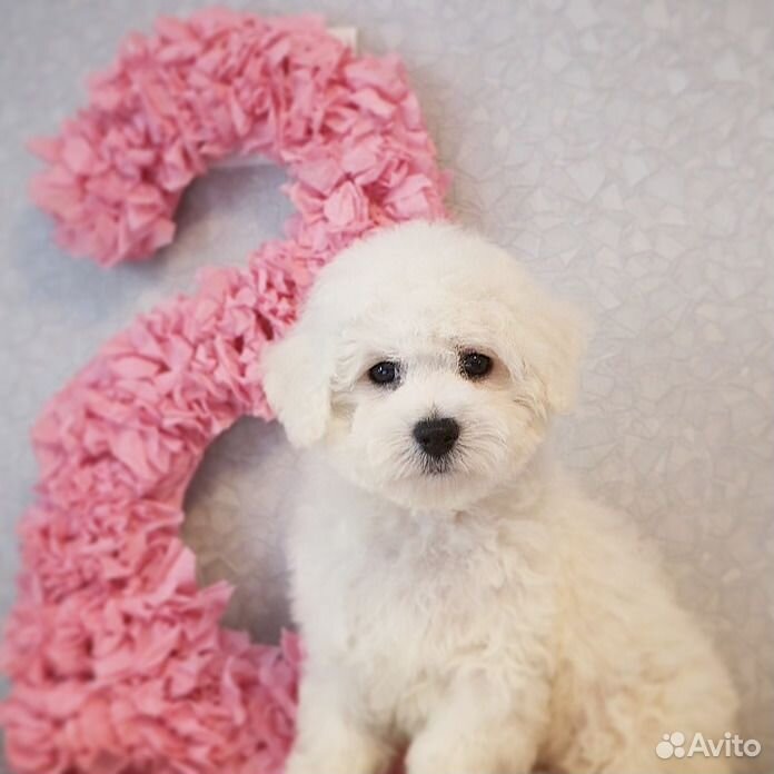 Бишончики мальчики