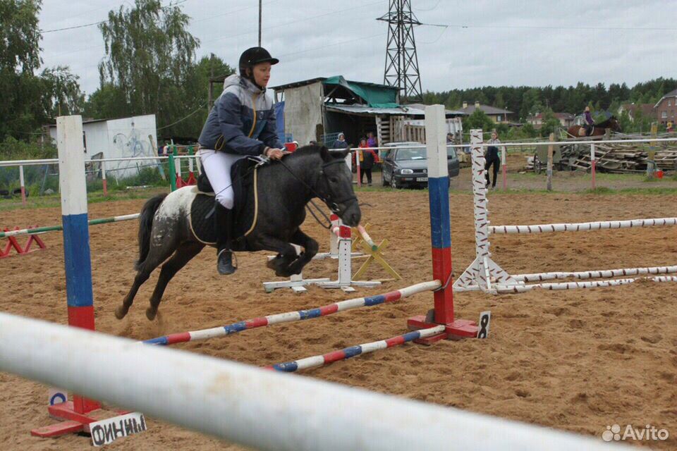 Продаётся пони аппалуза (торг )