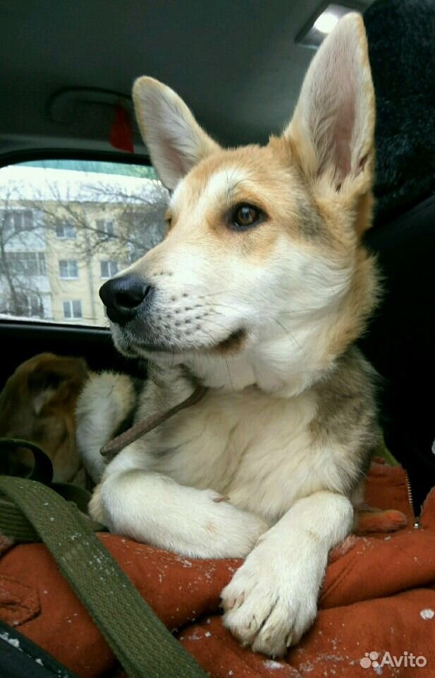 Щенок кобель кастрирован