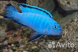 Цыхлиды оз. малави