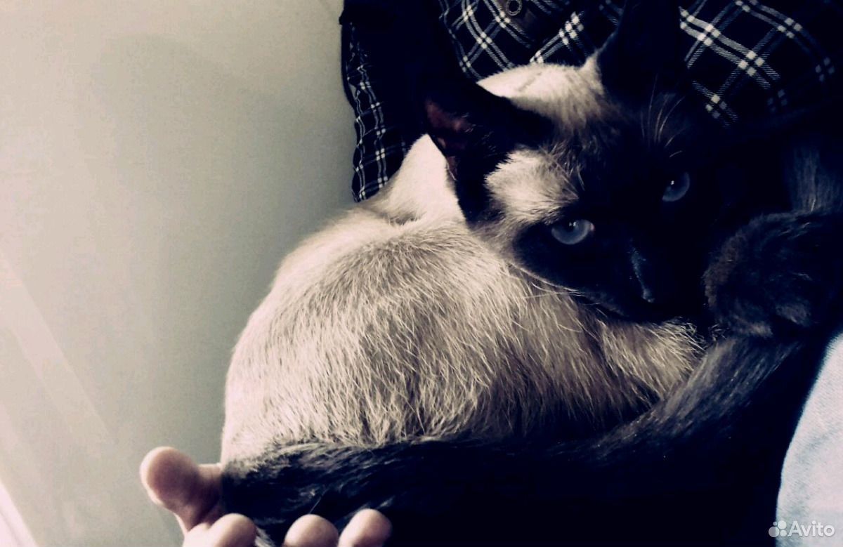 Сиамский кот на вязку