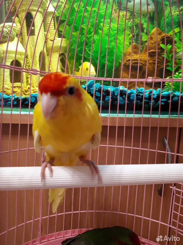 Новозеландские попугаи какарики