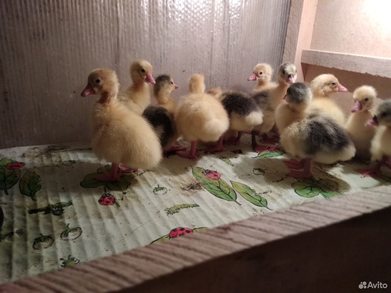 Гусята, гуси