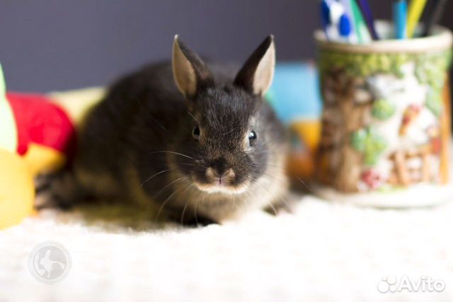 Бран, карликовый кролик минор