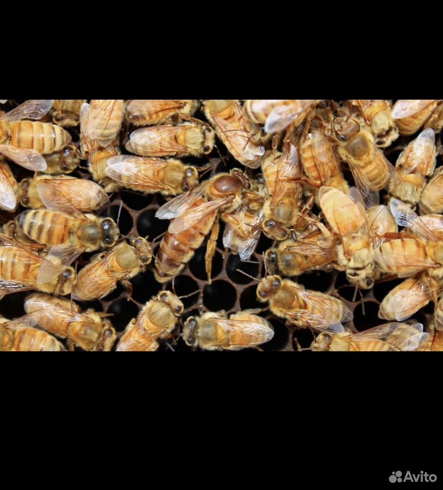 Матка пчелиная итальянка