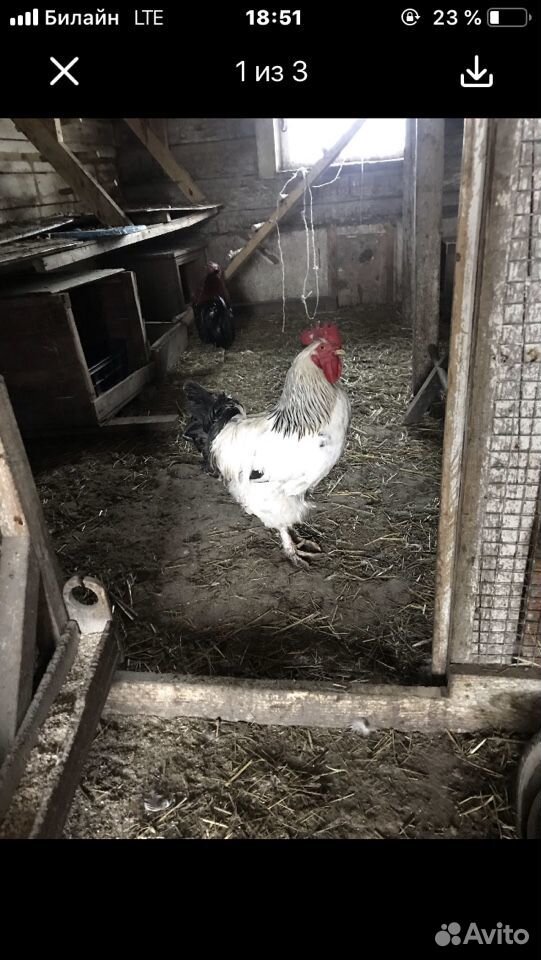 Петух куры утки