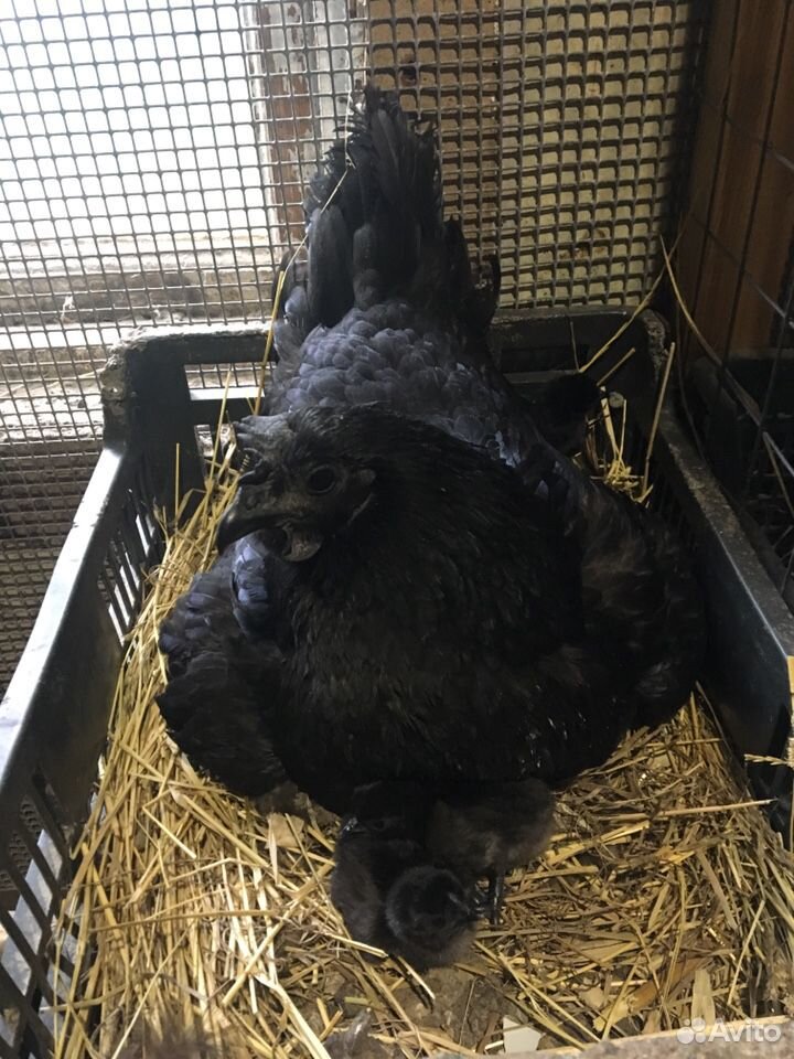 Инкубационное яйцо Ухейилюй