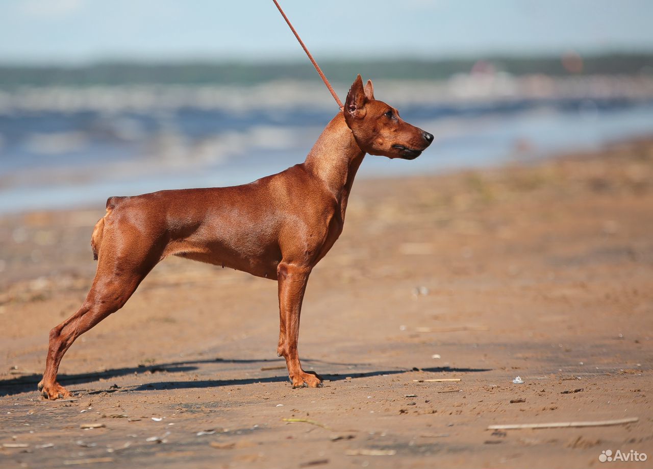 Немецкий пинчер щенки