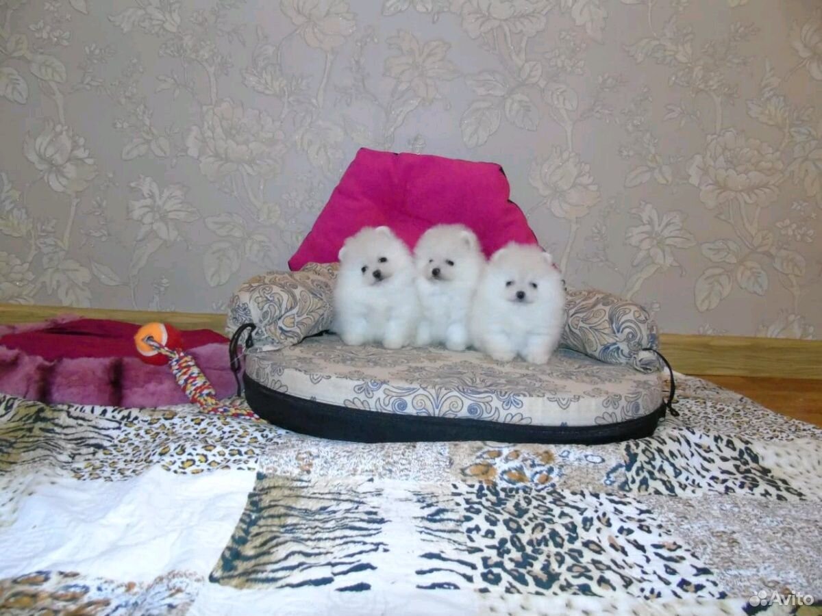 Белые Мишки Шпицы